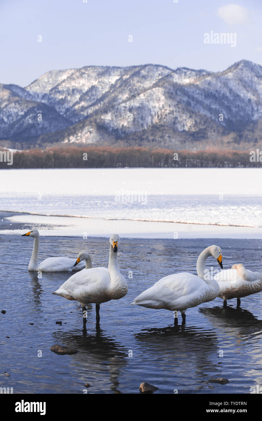 Gudan hi-res stock photography and images - Alamy