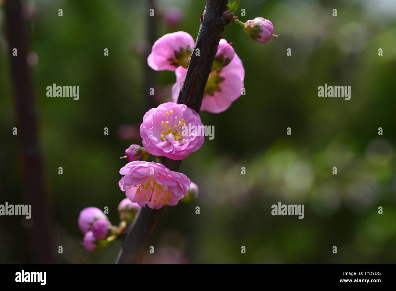 Magnolia and cherry blossoms hi-res stock photography and images - Alamy