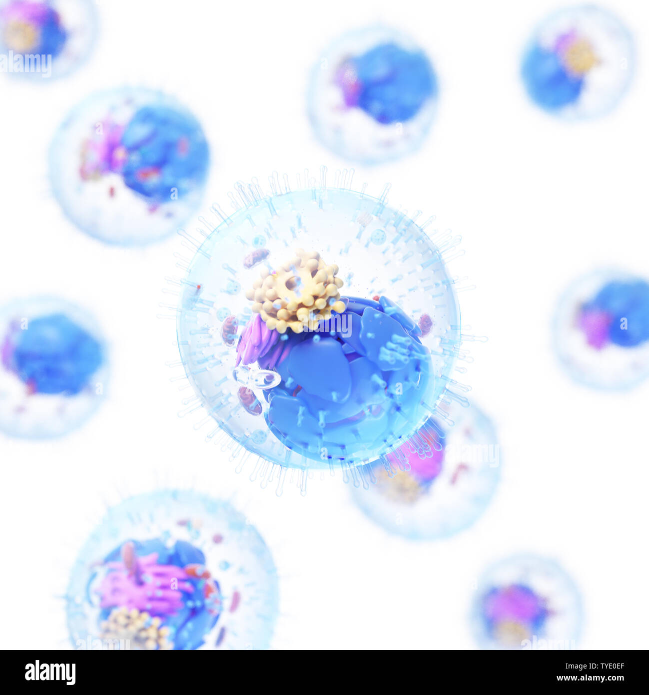 Endoplasmic reticulum human hi-res stock photography and images - Alamy