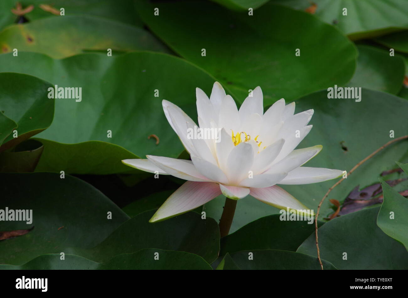 Lotus, Xia Ho, Lotus, Photography Stock Photo - Alamy