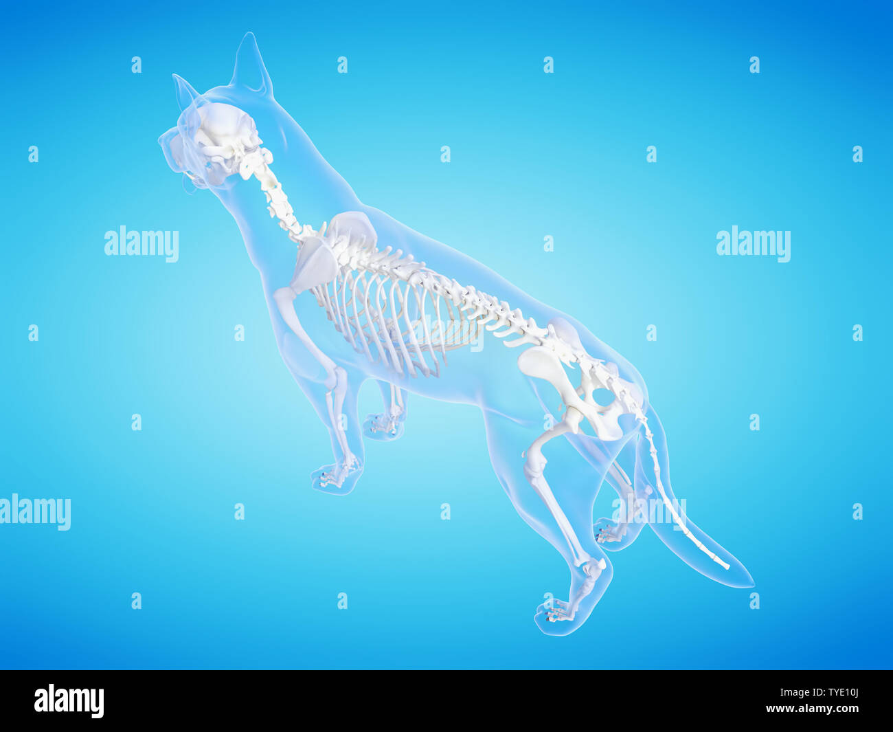 3d rendered medically accurate illustration of the dogs skeletal system ...