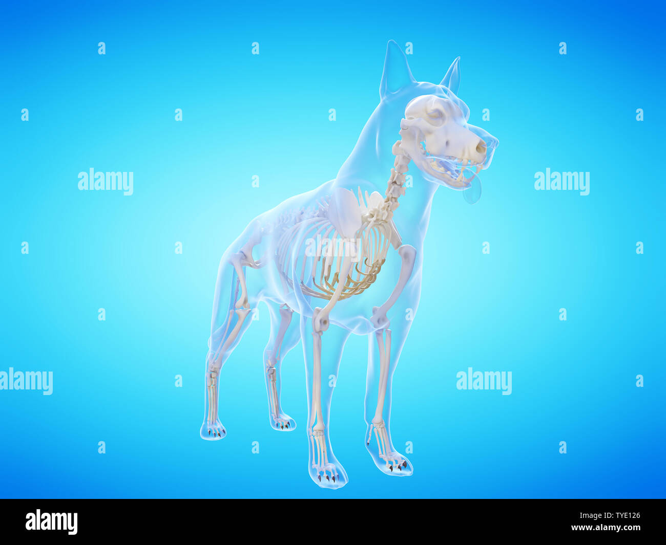 3d rendered medically accurate illustration of the dogs skeletal system ...