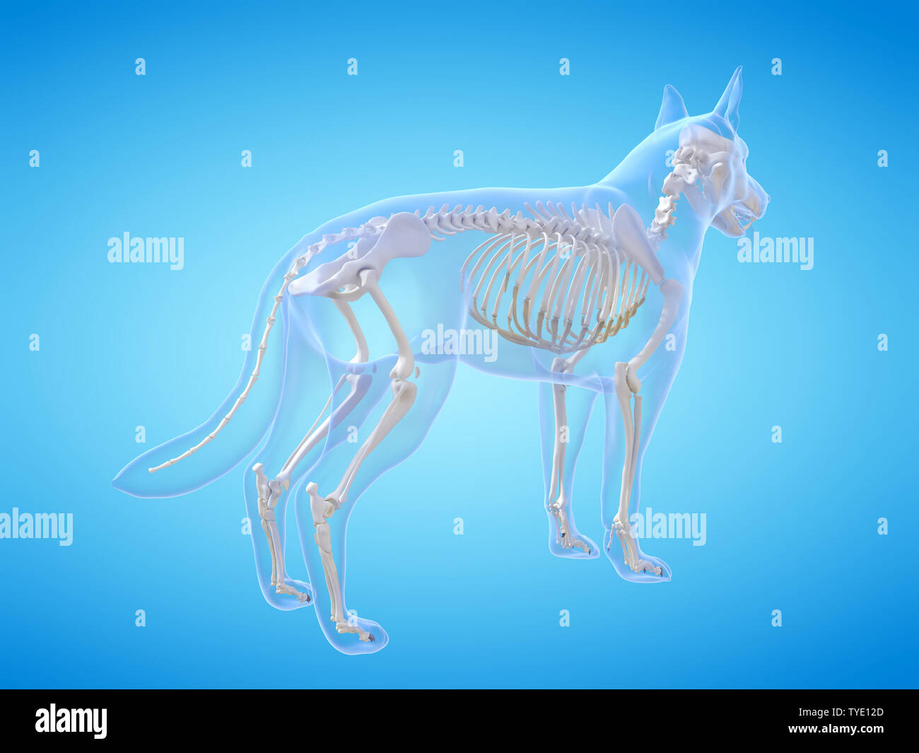 3d rendered medically accurate illustration of the dogs skeletal system ...