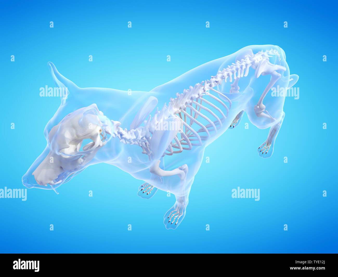 3d rendered medically accurate illustration of the dogs skeletal system ...