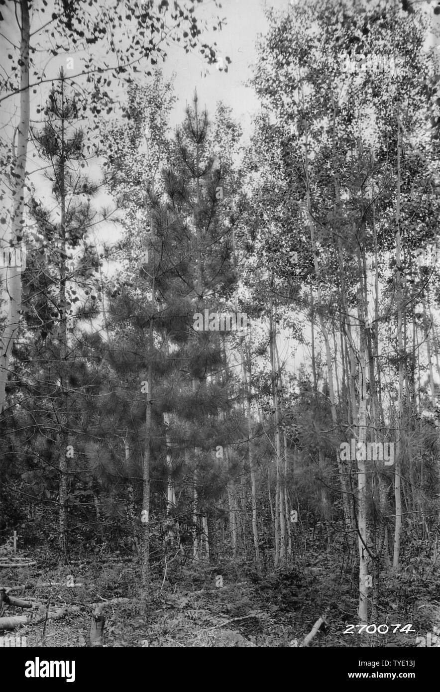 Photograph of Red Pine Plantations; Scope and content: Original caption ...