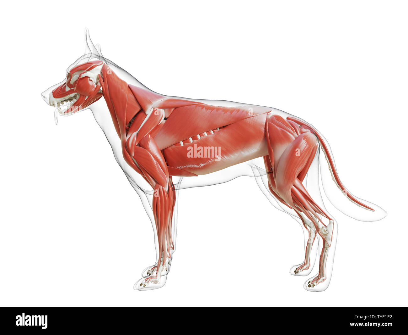 3d rendered medically accurate illustration of the dogs muscle system ...