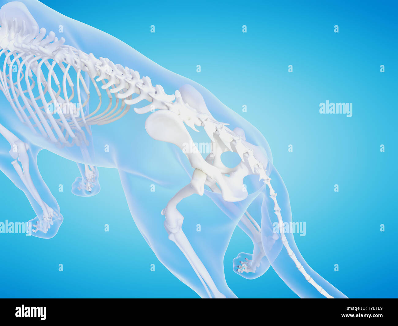 3d rendered medically accurate illustration of the dogs skeletal system ...