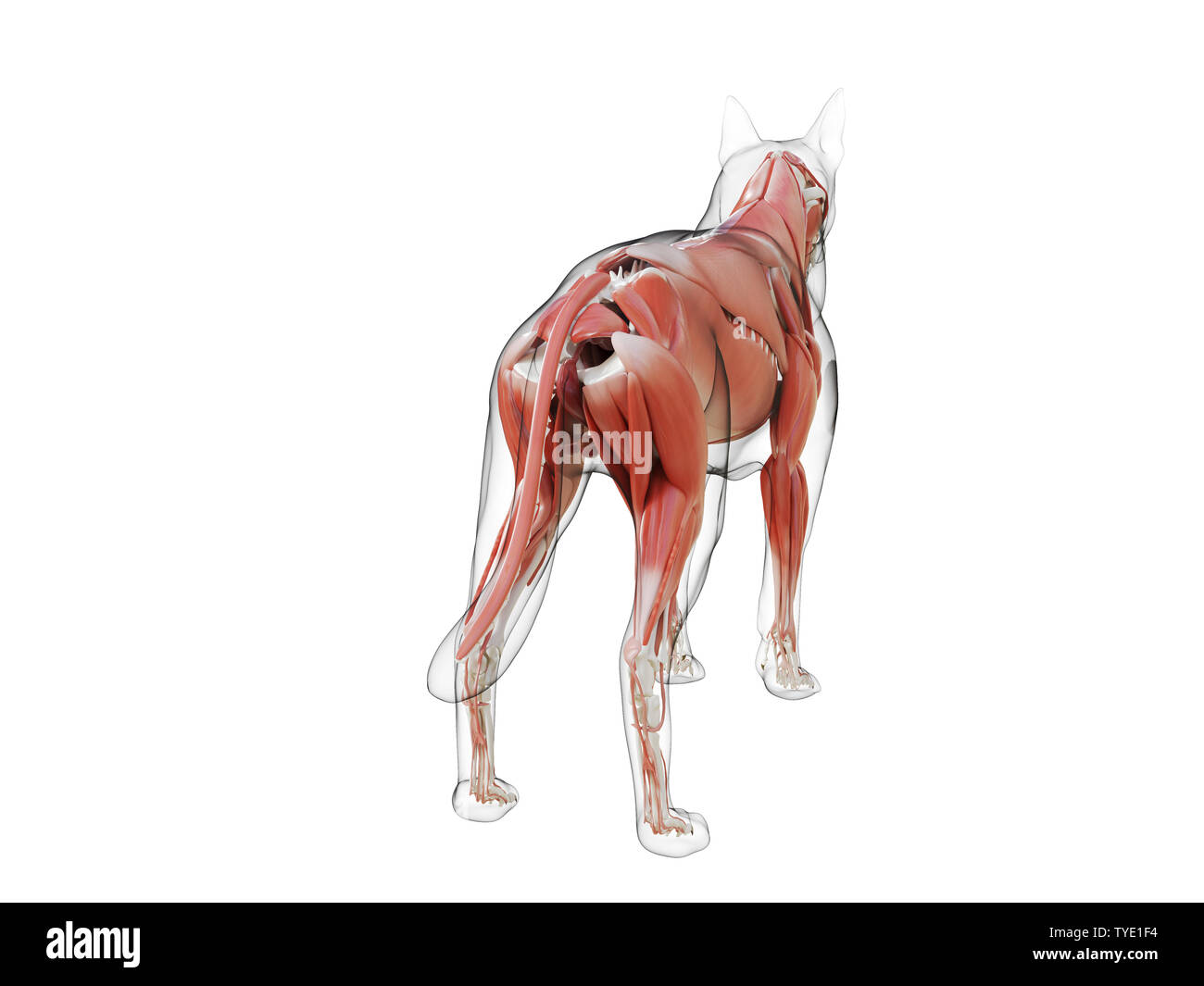3d rendered medically accurate illustration of the dogs muscle system ...