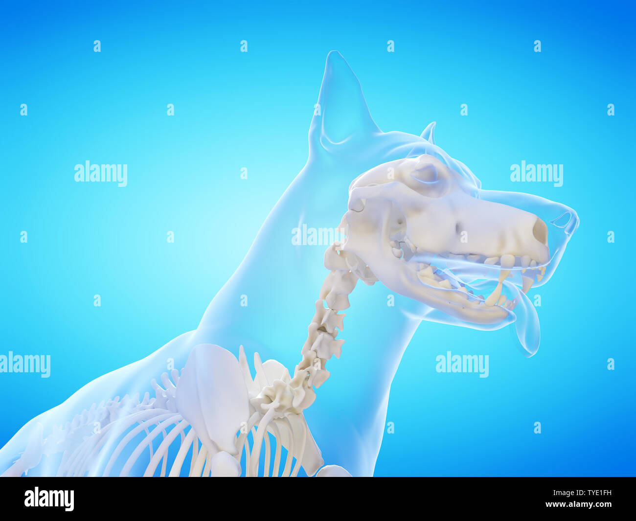 3d rendered medically accurate illustration of the dogs skeletal system ...