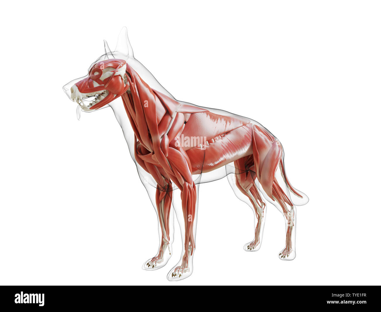 3d rendered medically accurate illustration of the dogs muscle system ...