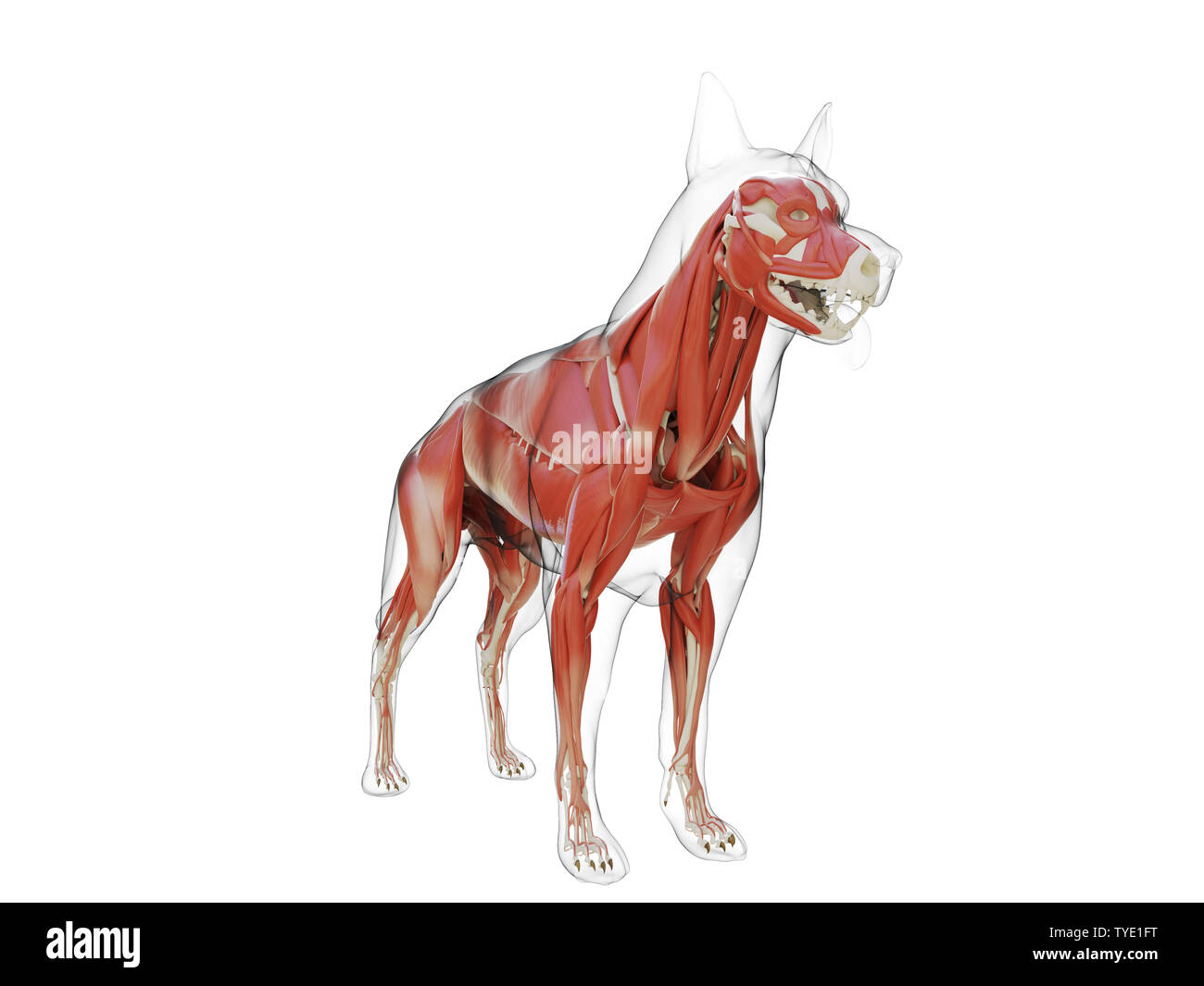 3d rendered medically accurate illustration of the dogs muscle system ...