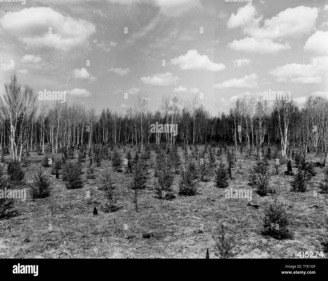 Photograph of Riley Lake Plantation; Scope and content: Original ...