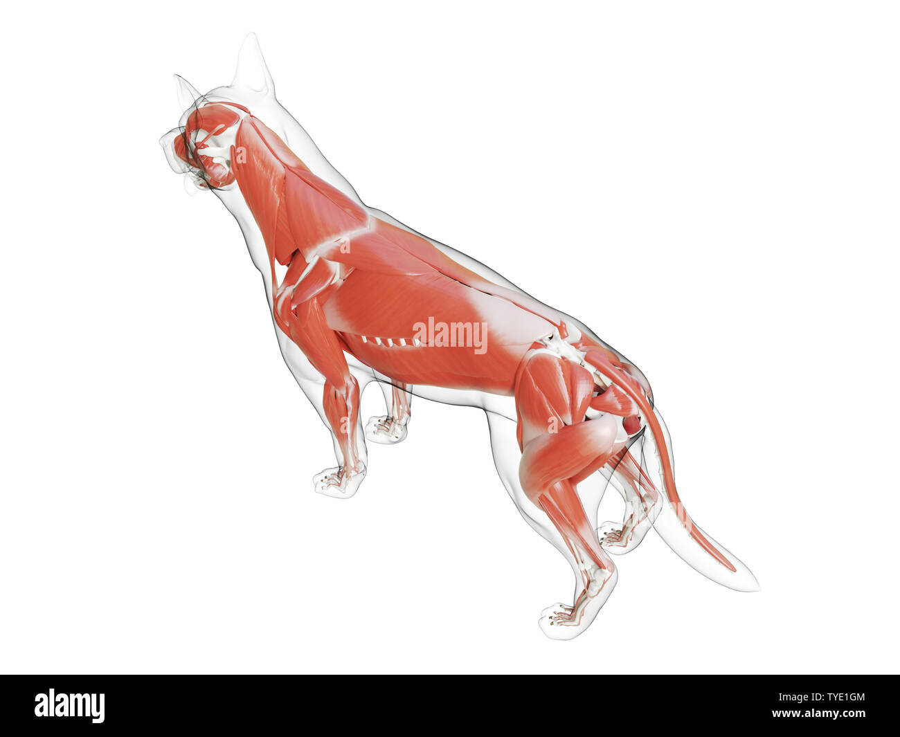 3d rendered medically accurate illustration of the dogs muscle system ...