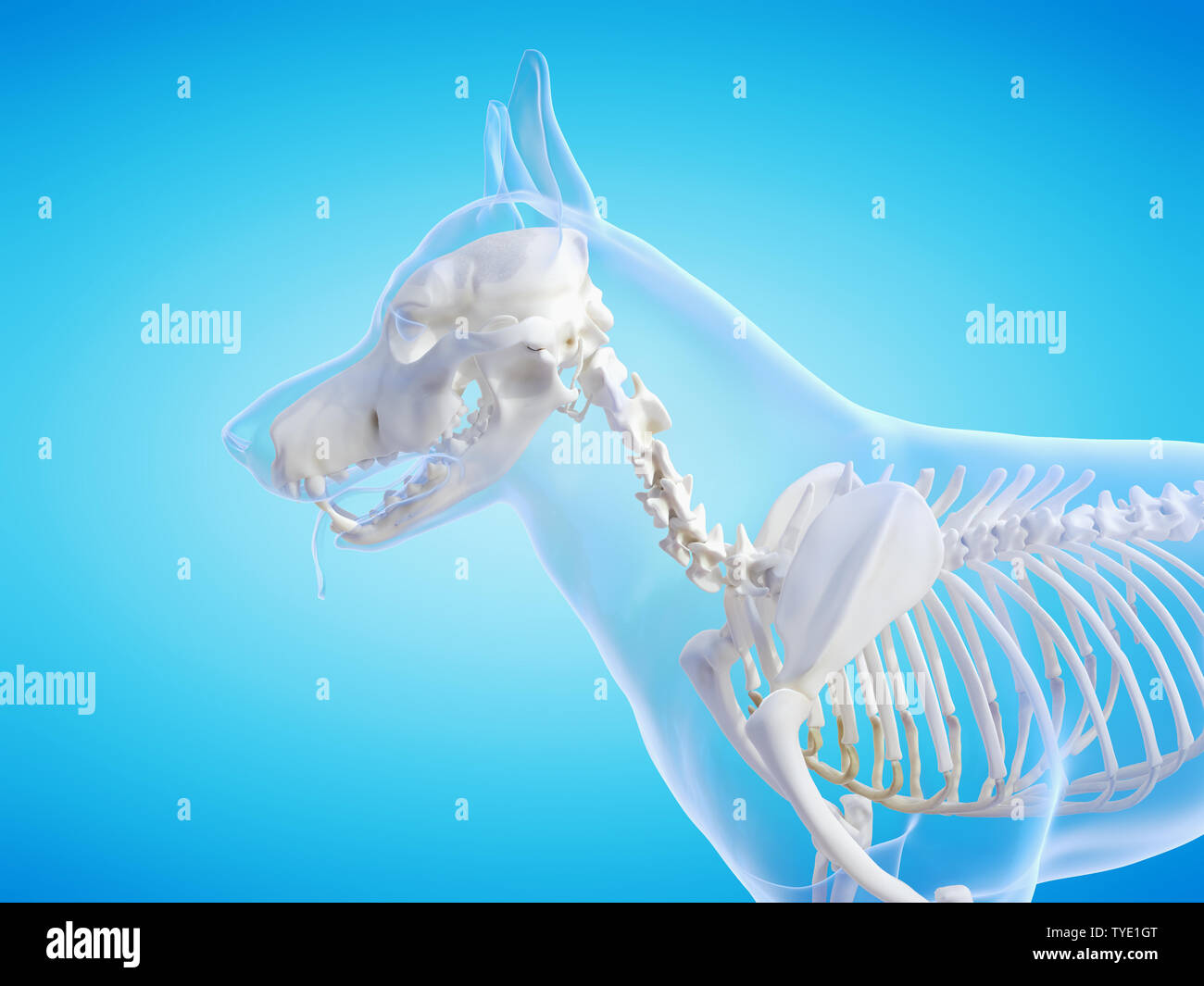 3d rendered medically accurate illustration of the dogs skeletal system ...