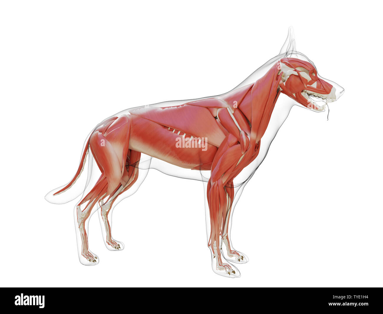3d rendered medically accurate illustration of the dogs muscle system ...