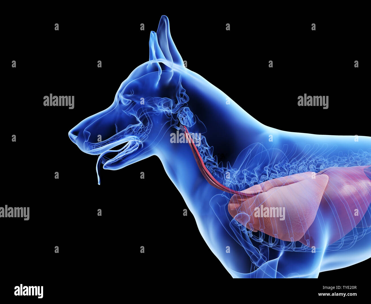 3d rendered medically accurate illustration of a dogs hi-res stock ...