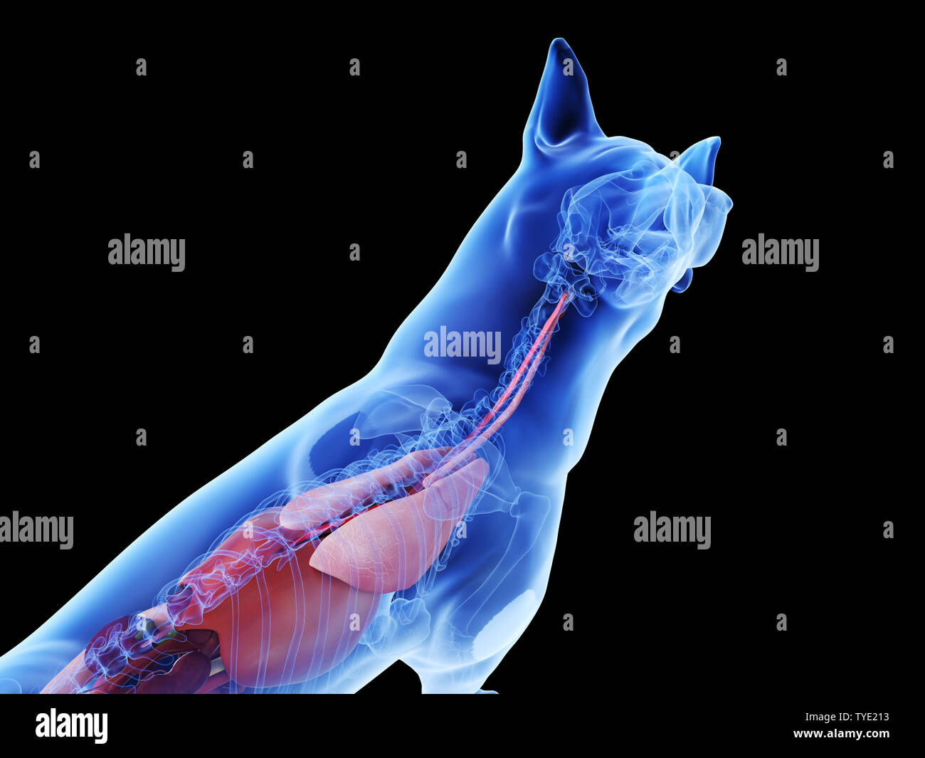 Dog internal organs anatomy anatomy hi-res stock photography and images ...