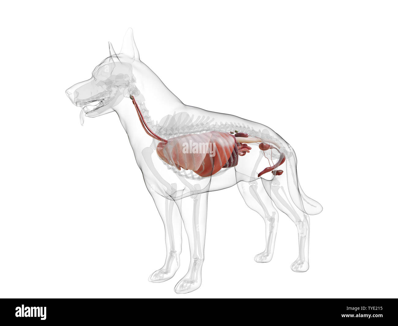 3d rendered medically accurate illustration of a dogs internal organs ...