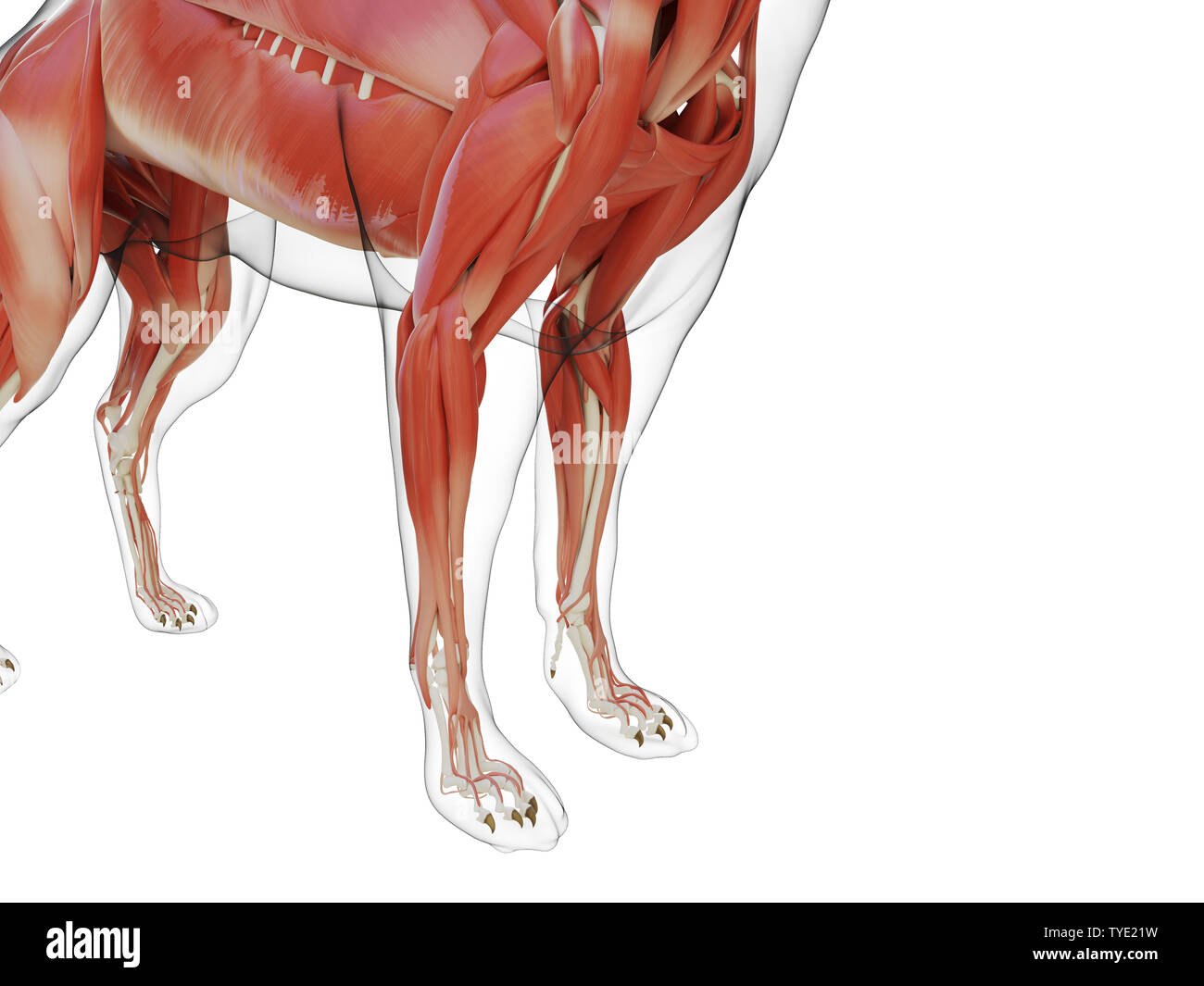 3d rendered medically accurate illustration of the dogs muscle system ...