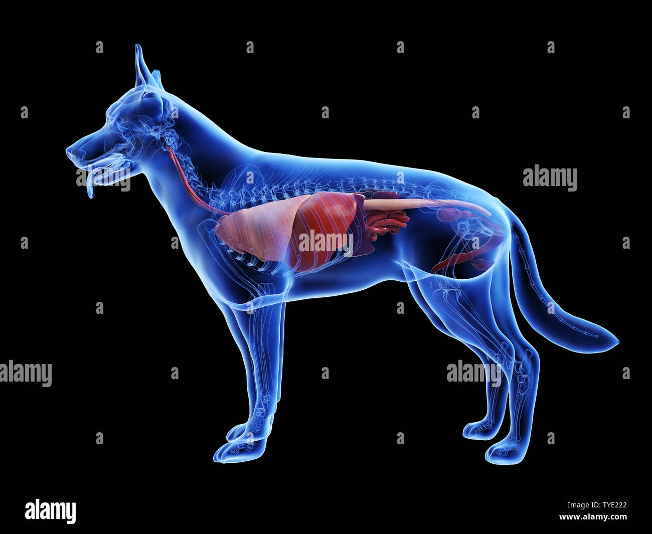 3d rendered medically accurate illustration of a dogs internal organs ...
