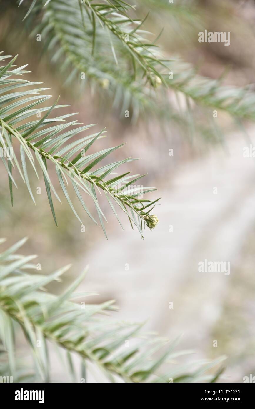 Mobile phone wallpaper hi-res stock photography and images - Alamy