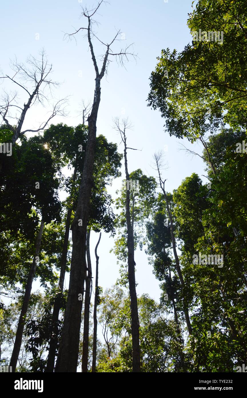 Ancient trees of plants in Hainan Stock Photo - Alamy