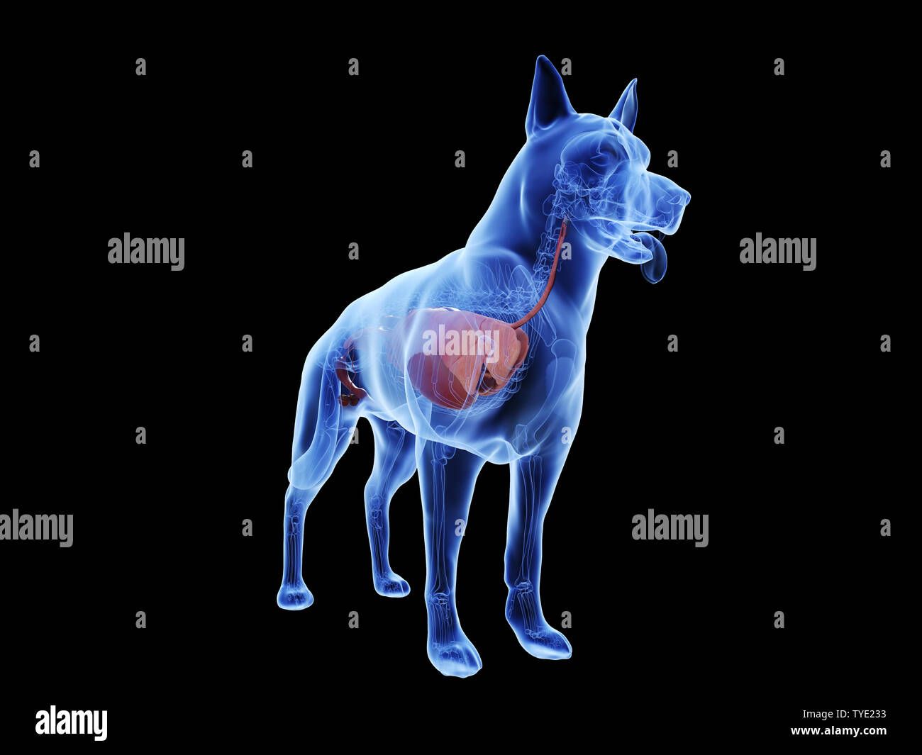 Dog internal organs anatomy anatomy hi-res stock photography and images ...