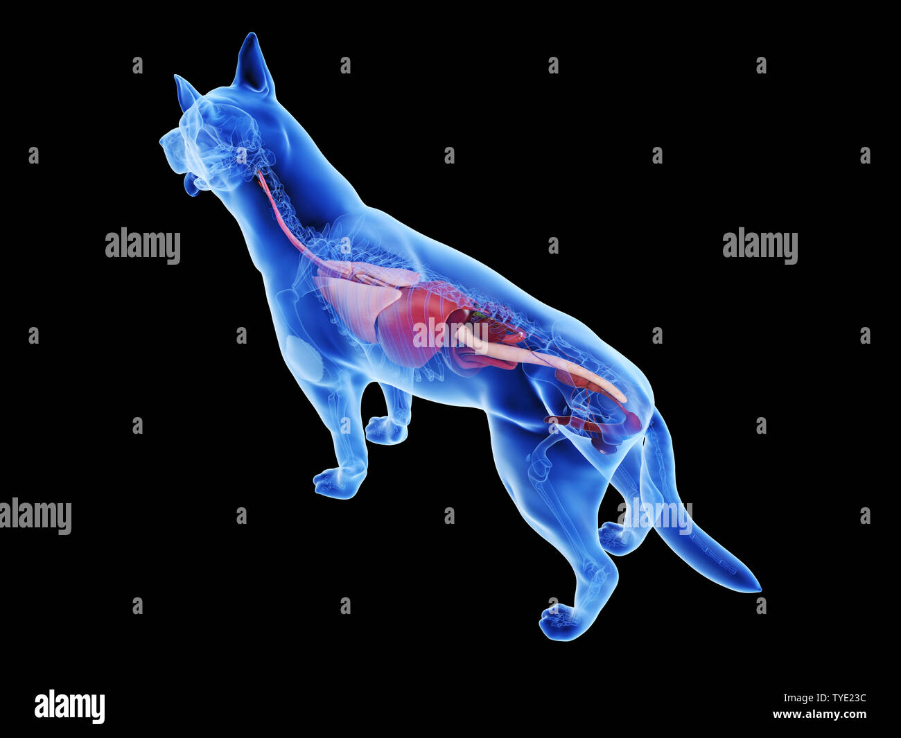 3d rendered medically accurate illustration of a dogs internal organs ...