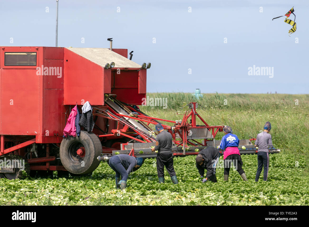 Labour intensive farming hi-res stock photography and images - Alamy