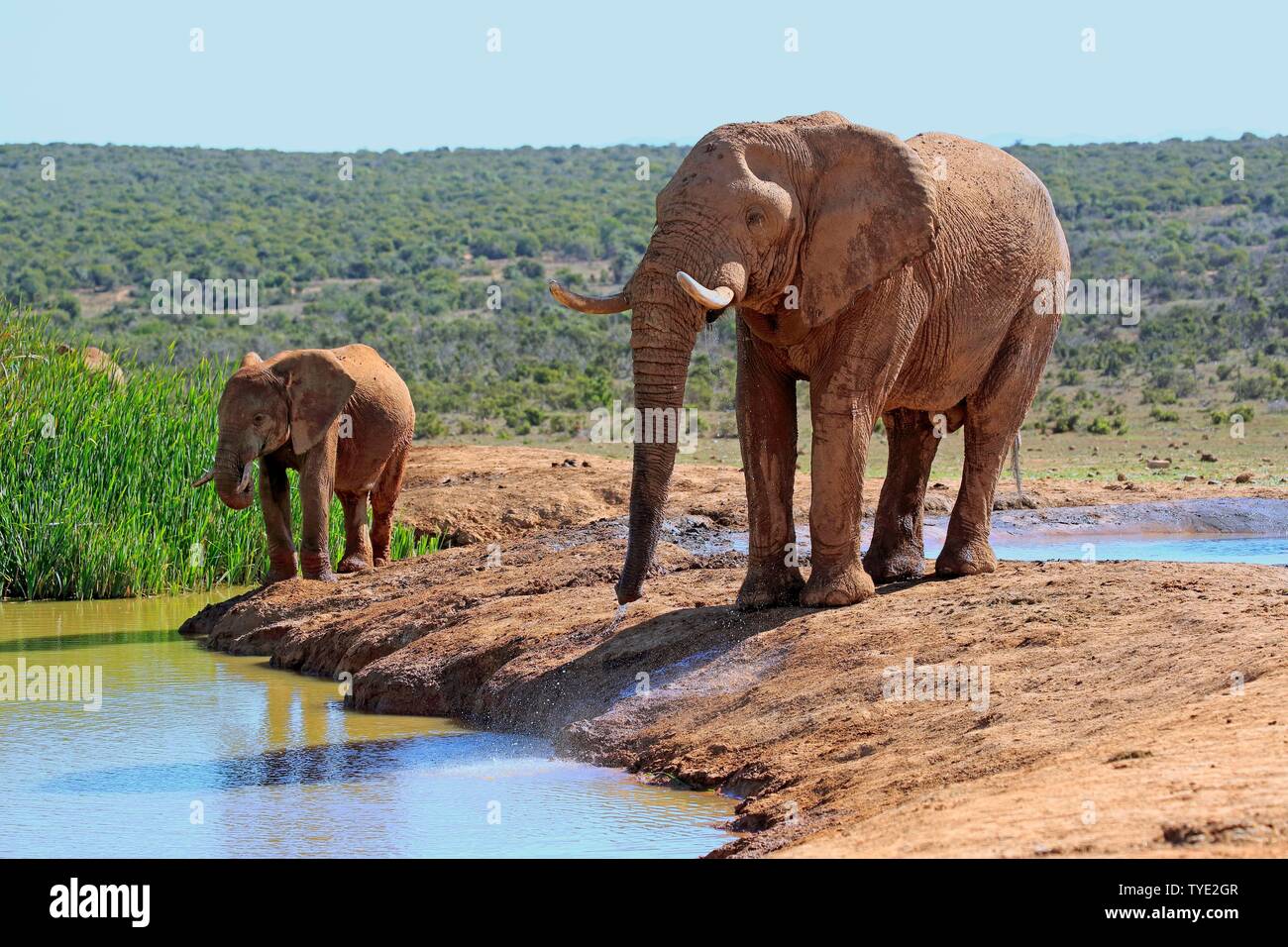 African elephants (Loxodonta africana), adult and young animal drinking ...