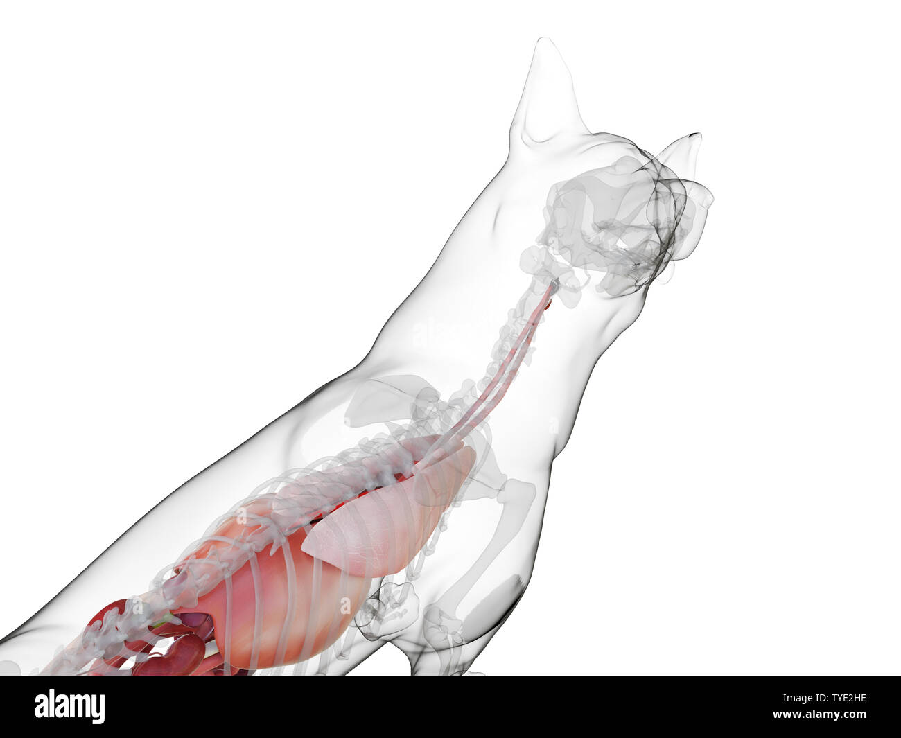 3d rendered medically accurate illustration of a dogs internal organs ...