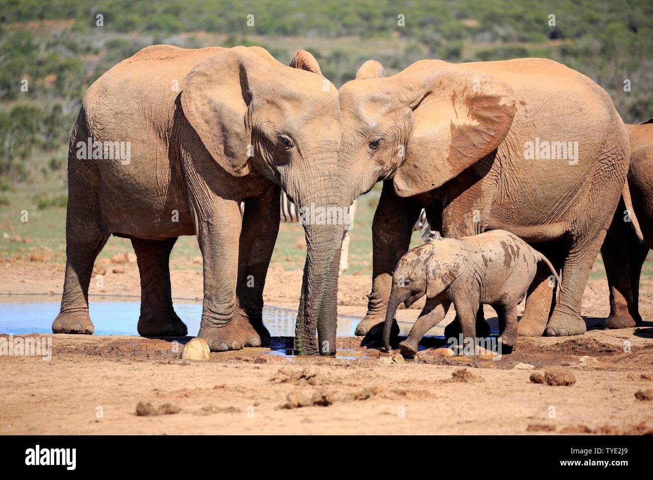 African elephants (Loxodonta africana), adult and young animals ...