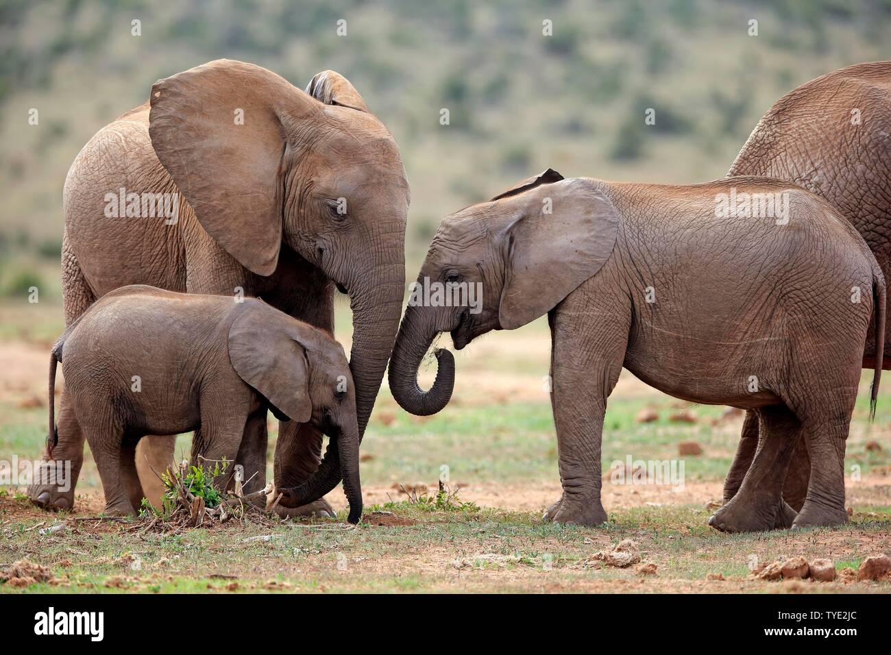 African elephants (Loxodonta africana), adult and young animals eating ...