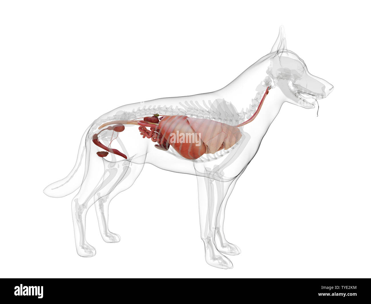Anatomy Of Dogs Organs at Amy Curley blog