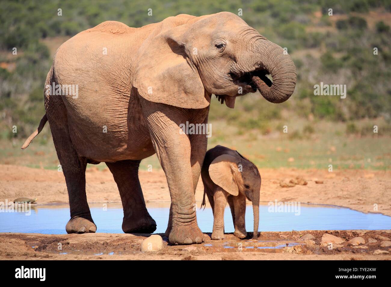 Young animal drinking at the waterhole hi-res stock photography and ...