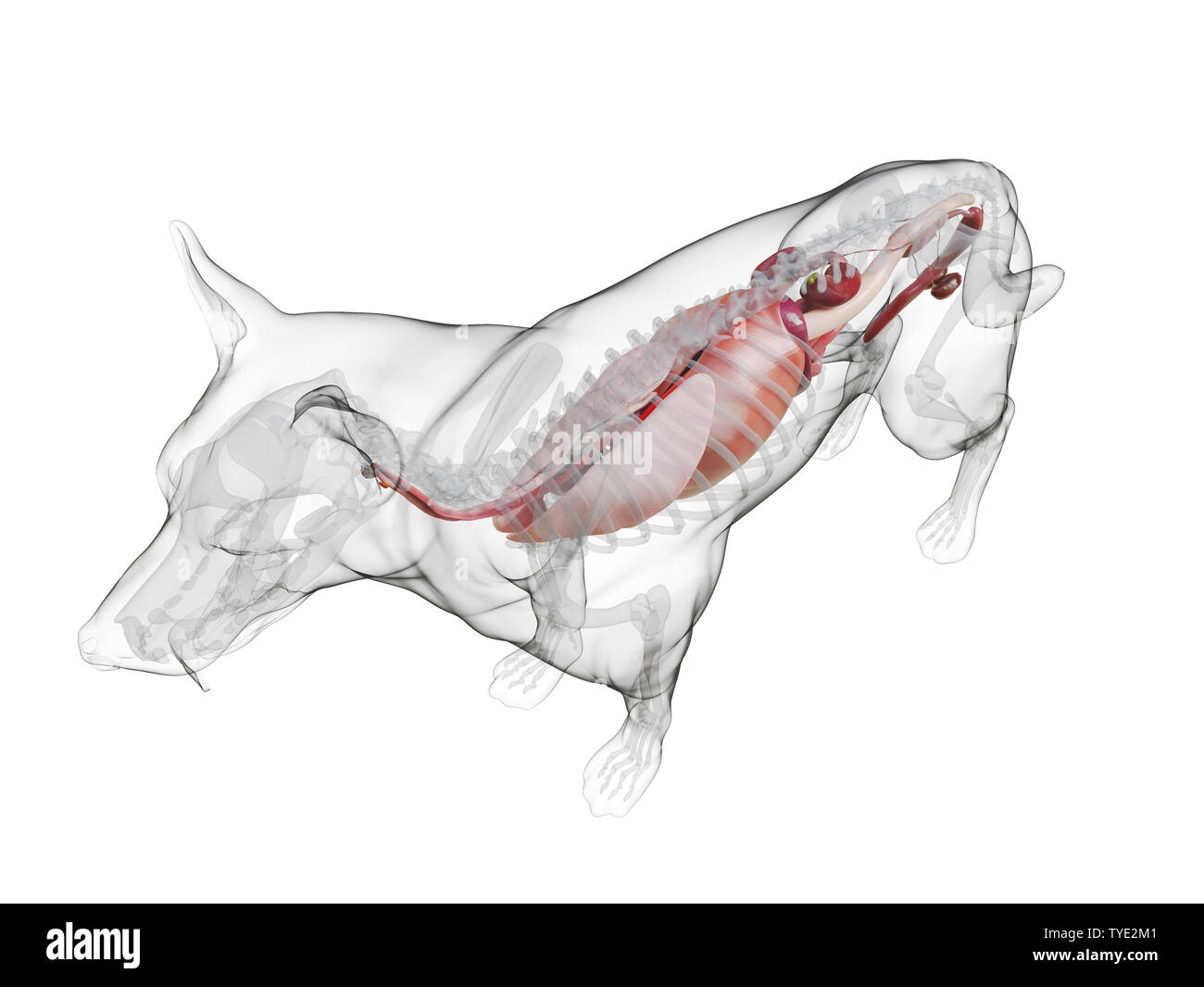 3d rendered medically accurate illustration of a dogs internal organs ...