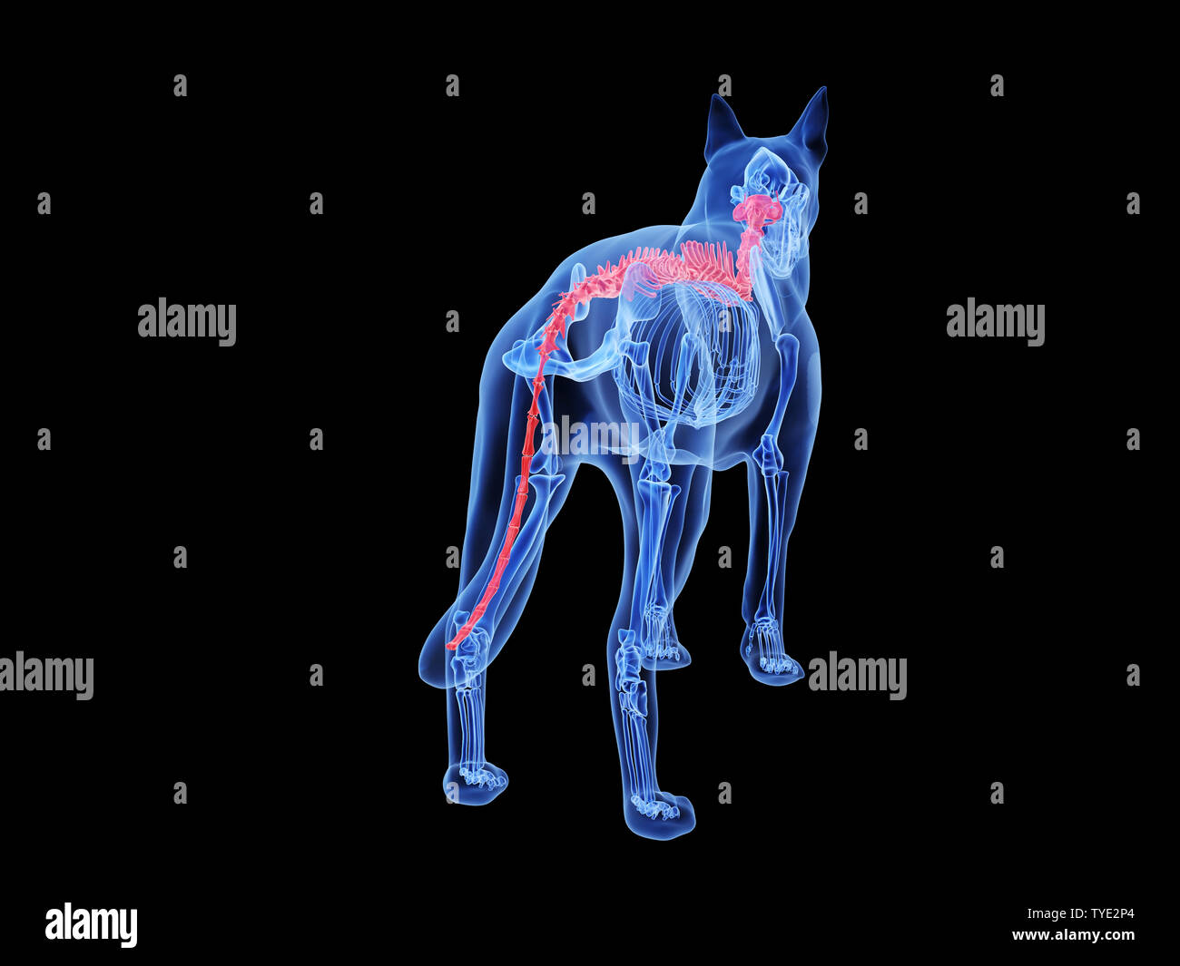 3d rendered medically accurate illustration of a dog spine Stock Photo ...