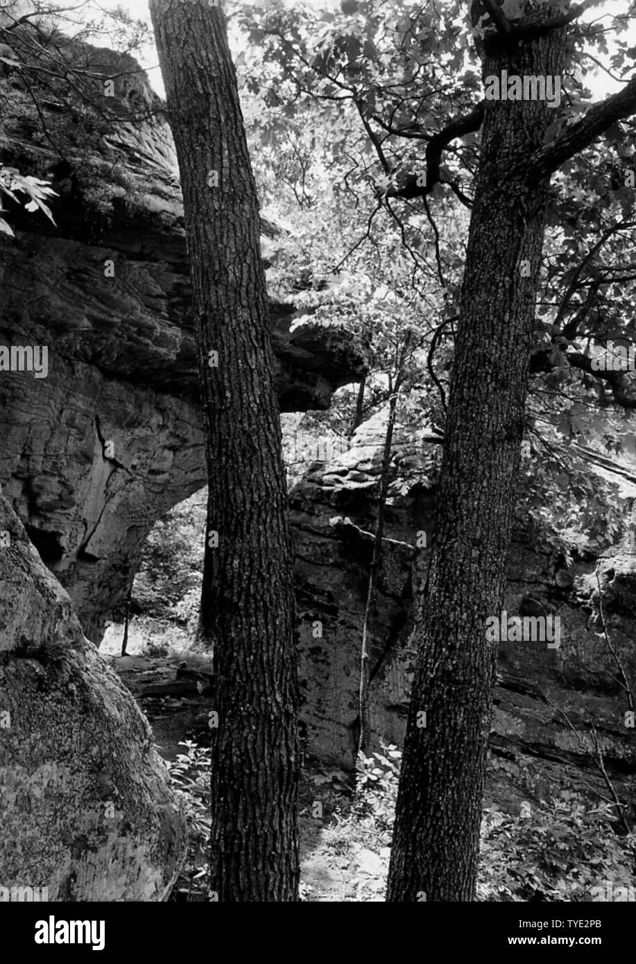 Photograph of Scenic View Along Trail Around the High Knob Recreation ...