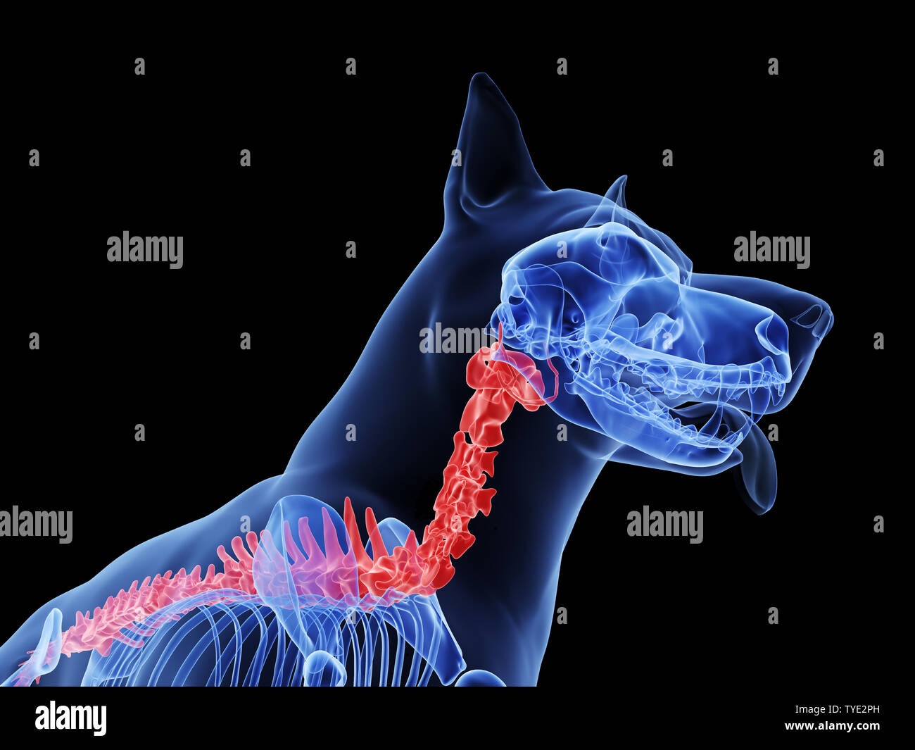 3d rendered medically accurate illustration of a dog spine Stock Photo ...