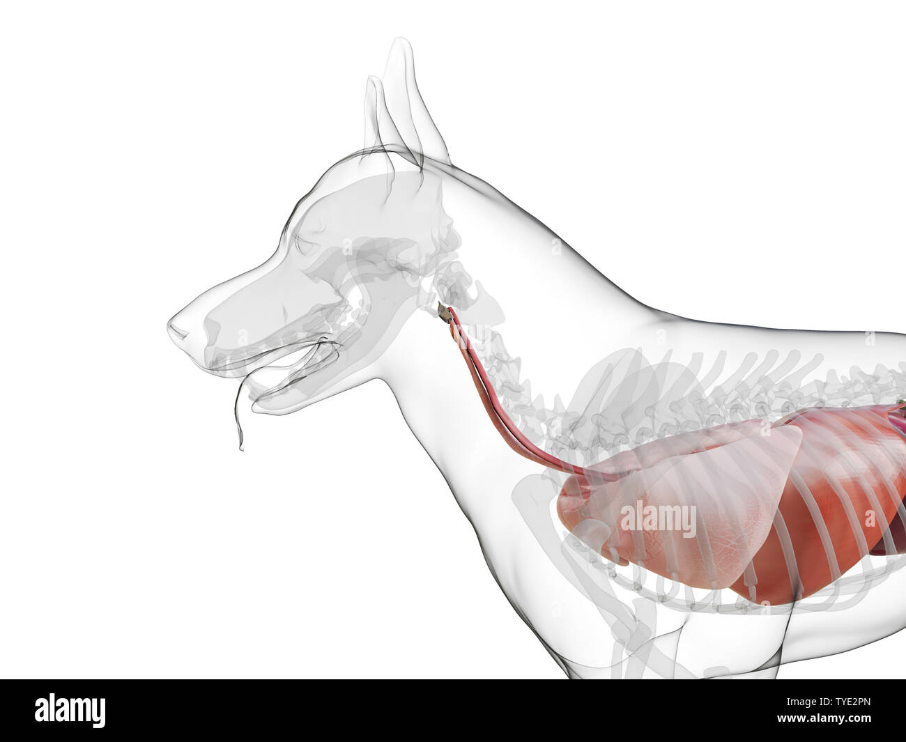 3d rendered medically accurate illustration of a dogs internal organs ...