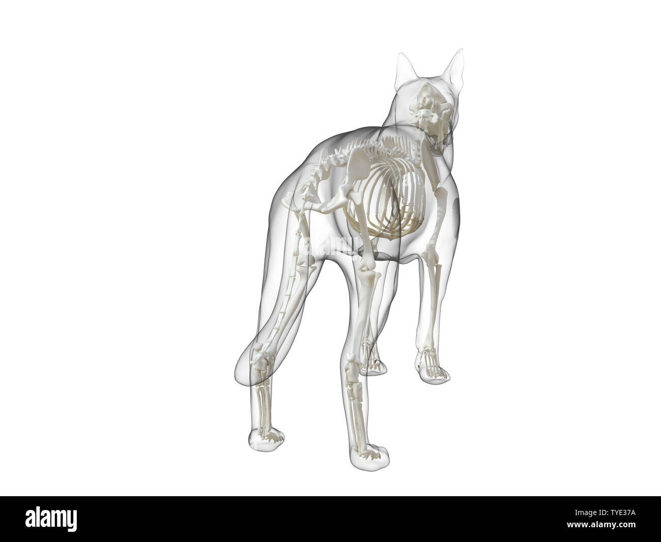 3d rendered medically accurate illustration of a dog skeleton Stock ...