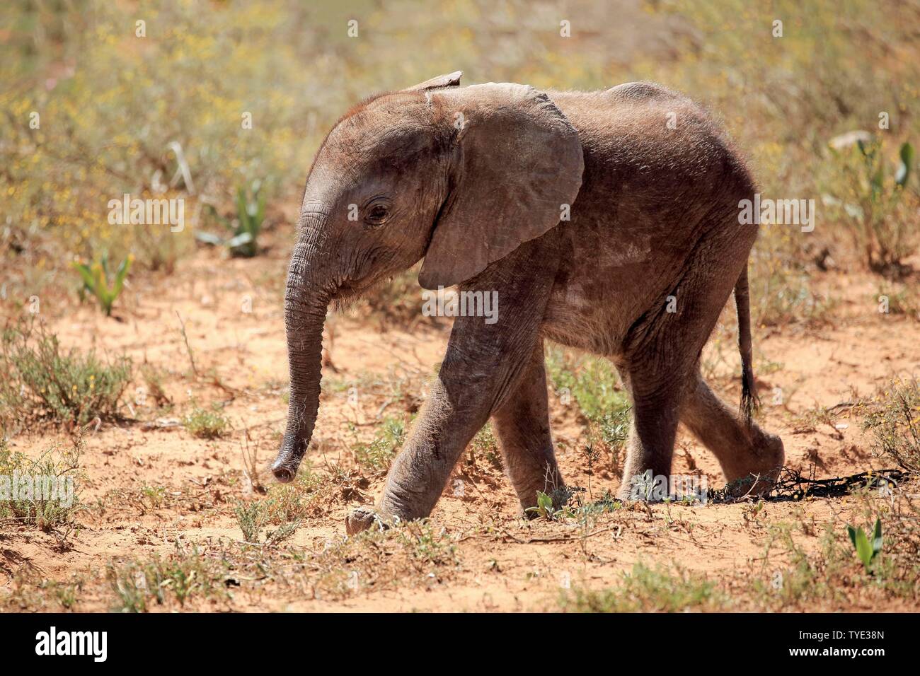 African elephant (Loxodonta africana), young animal running, Addo ...