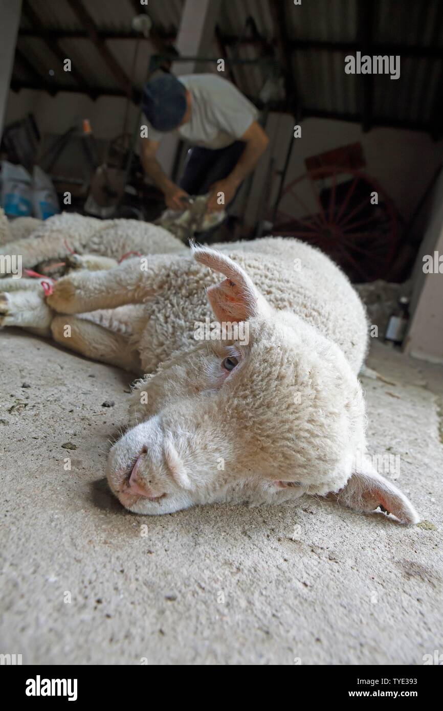 Sheeps wool on legs hi-res stock photography and images - Alamy
