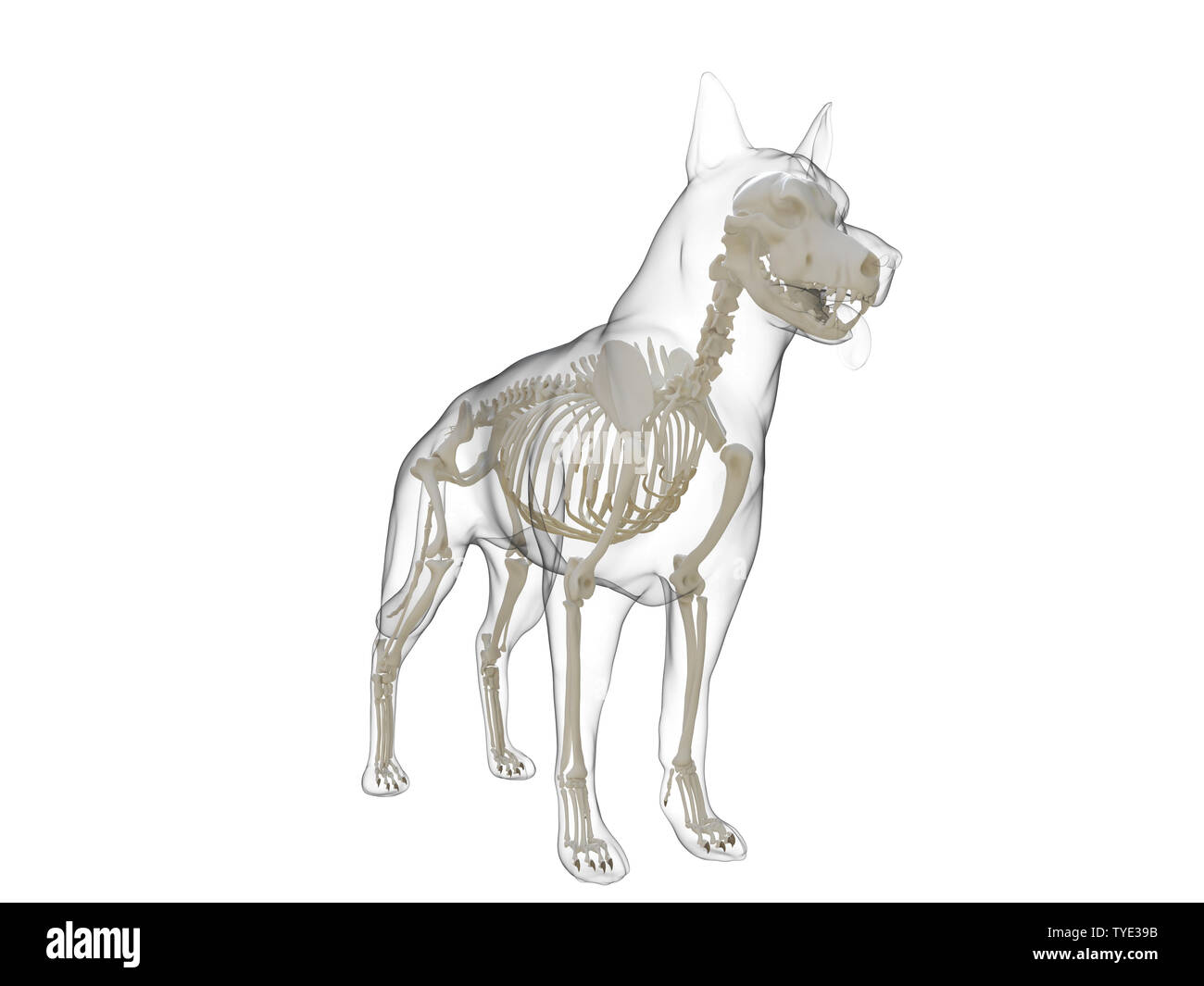 Dog skeleton Cut Out Stock Images & Pictures - Alamy