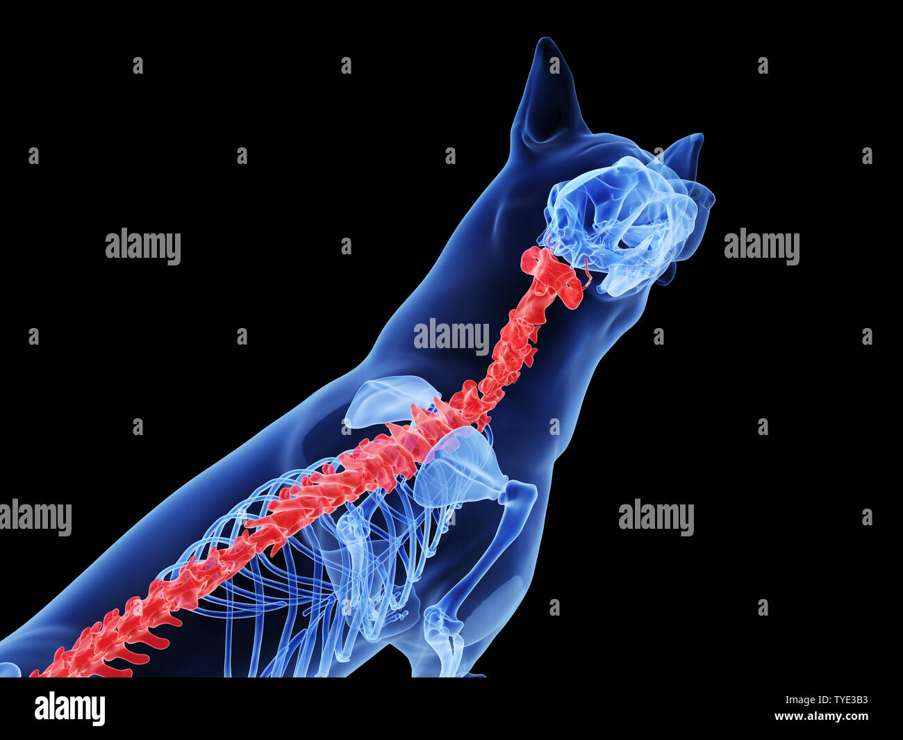 3d rendered medically accurate illustration of a dog spine Stock Photo ...