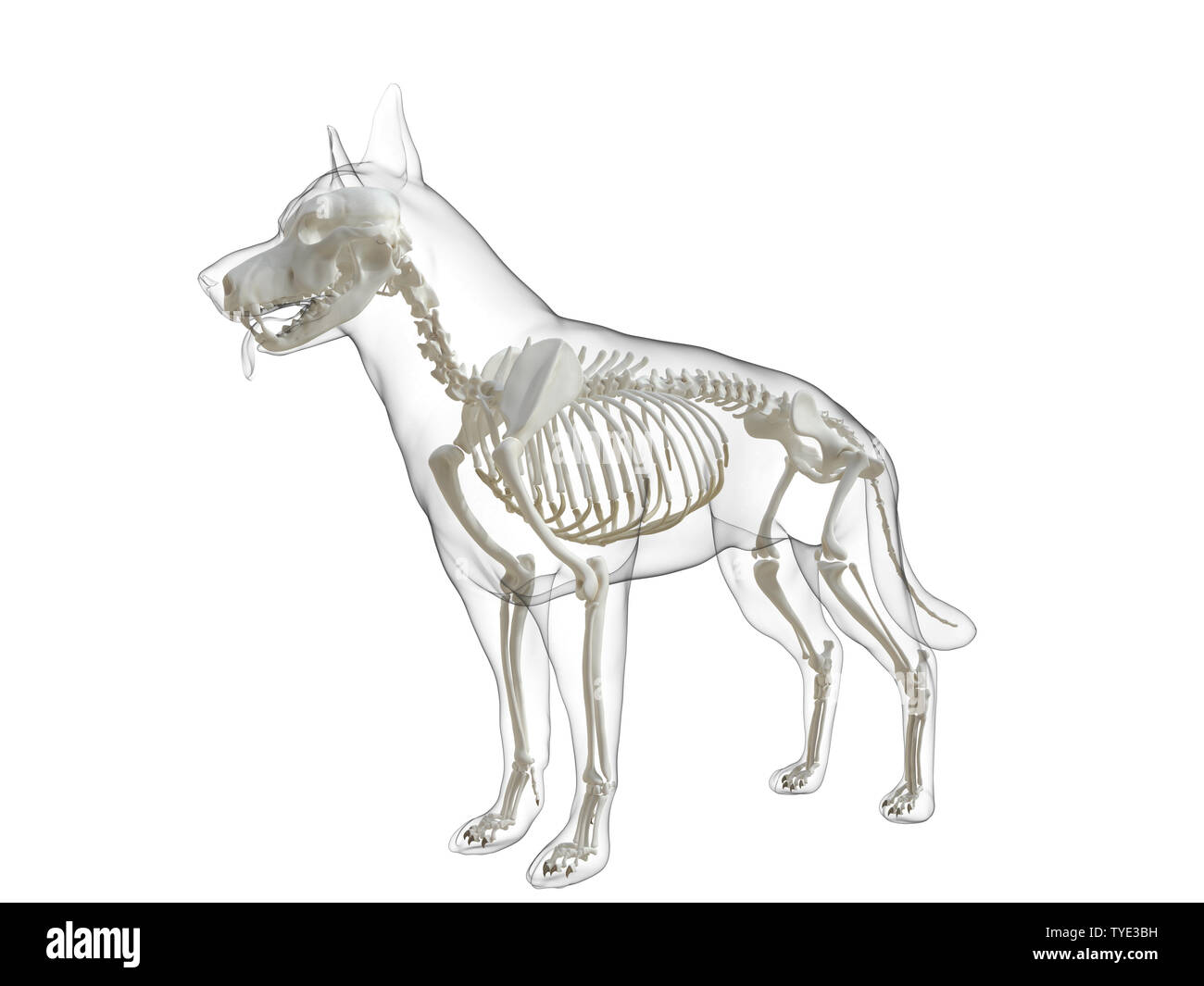 Dog skeleton hi-res stock photography and images - Alamy