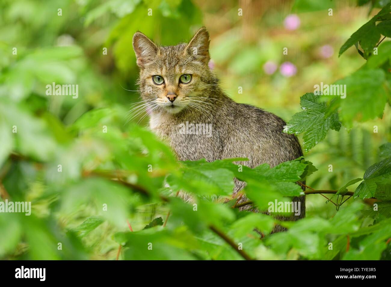 European wildcat (Felis silvestris silvestris), captive, Switzerland ...