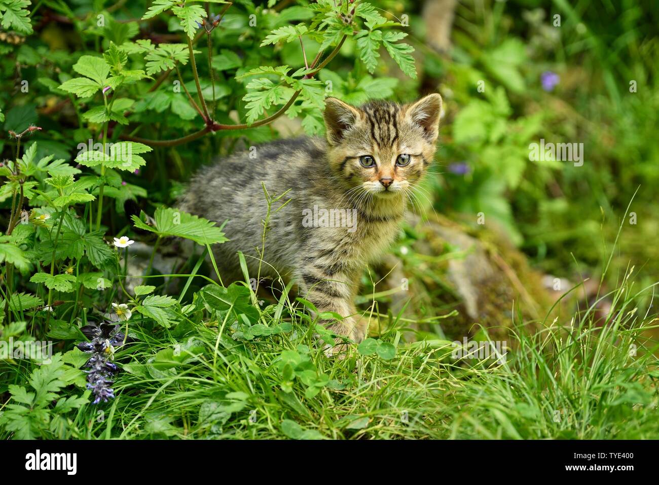 European wildcat (Felis silvestris silvestris), young animal, captive ...