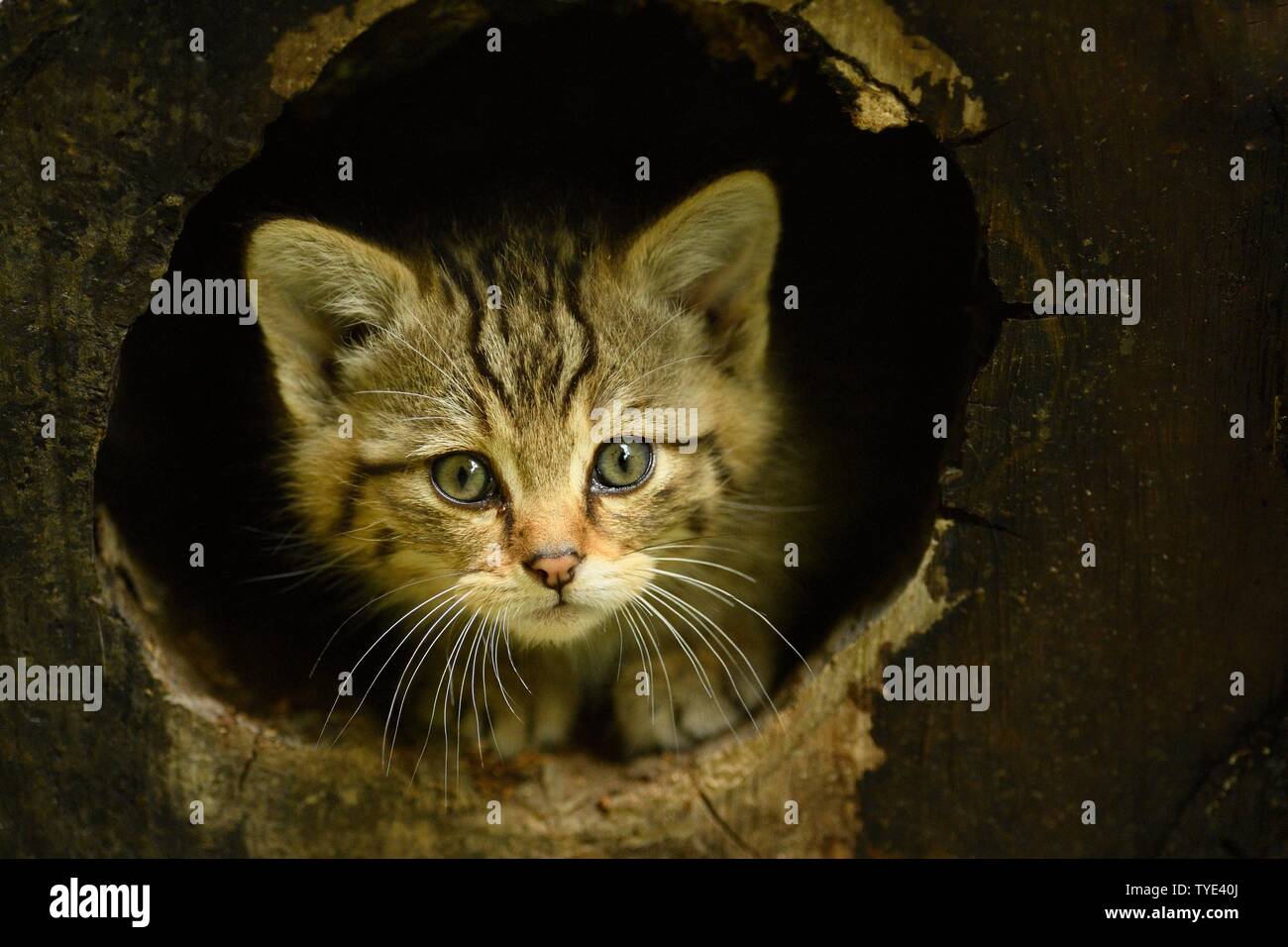 European wildcat (Felis silvestris silvestris), young animal looking ...