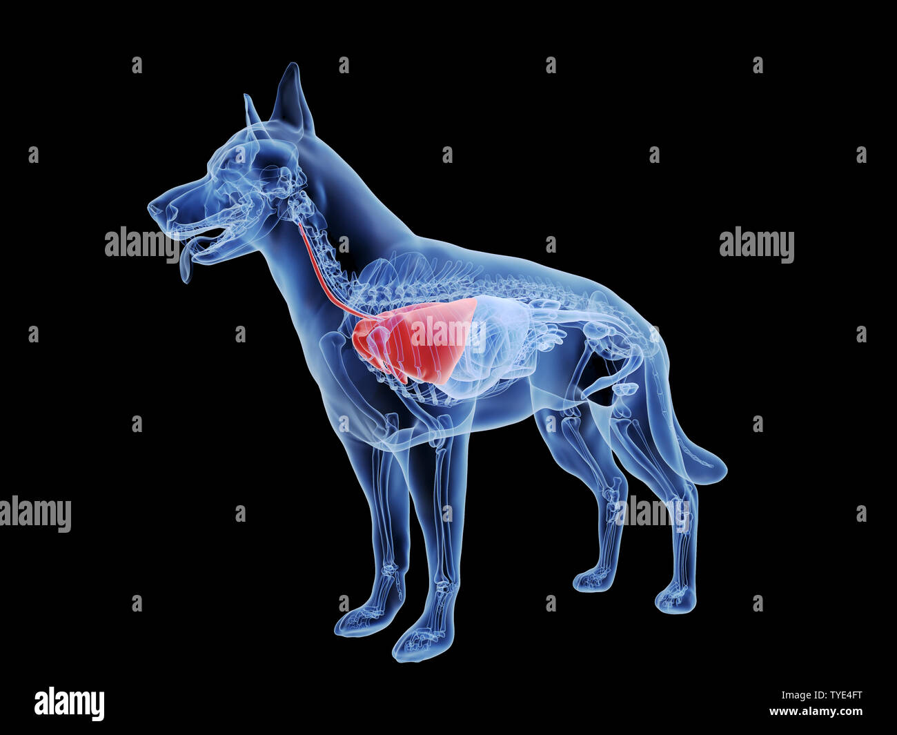 Location Of Lungs In A Dog